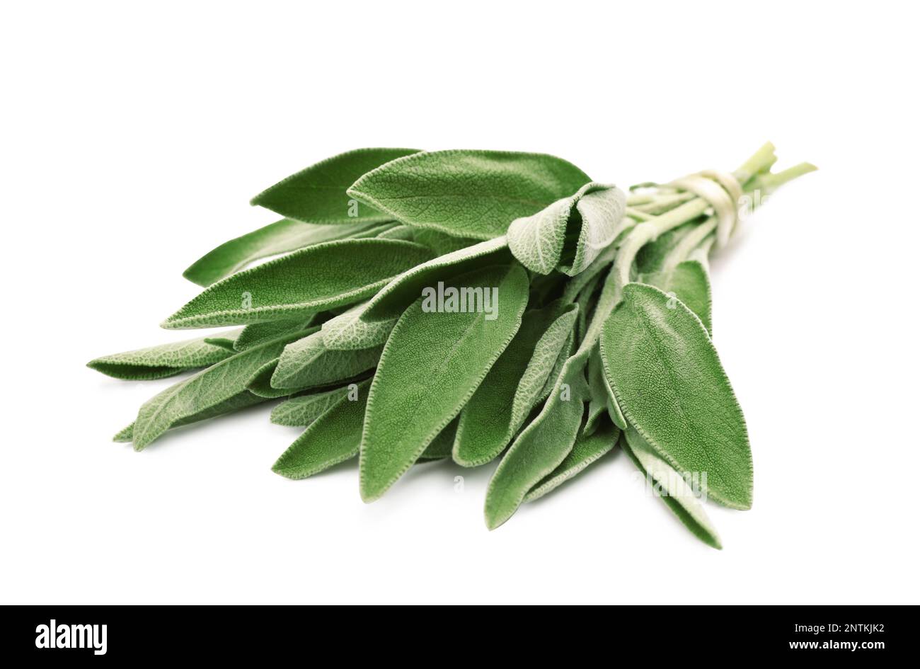 Bunch of fresh sage isolated on white Stock Photo - Alamy