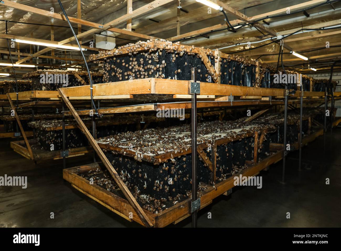 Snail stands hi-res stock photography and images - Alamy
