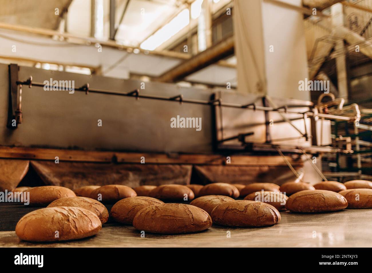 Automatic production line bakery Baked breads from hot oven Stock Photo ...