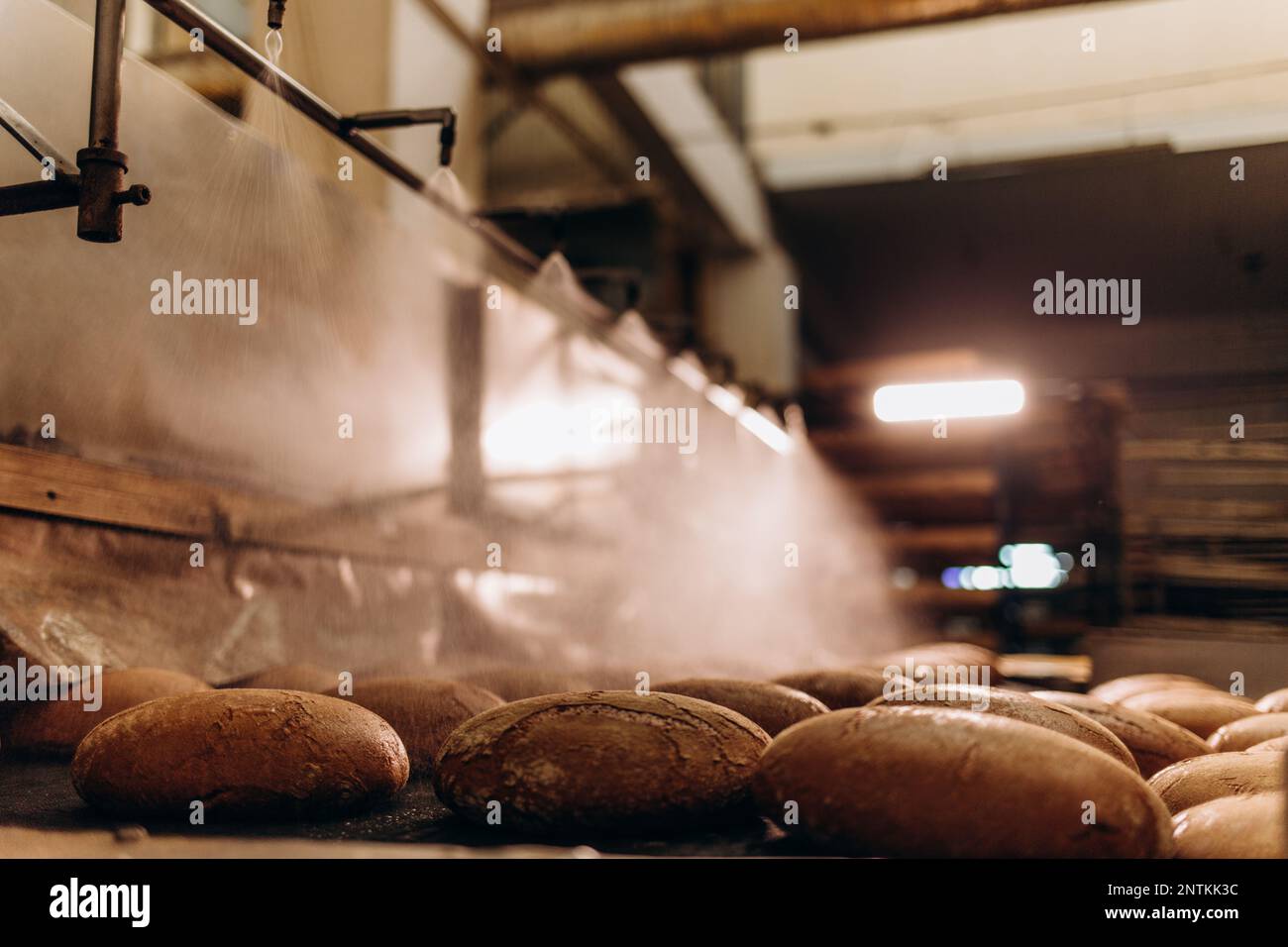 Square fresh bread cools down on conveyor automatic production line ...