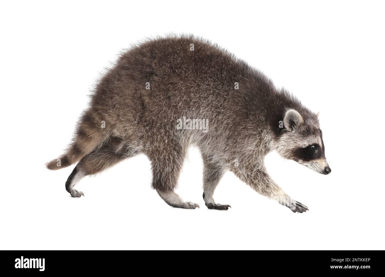 Cute funny common raccoon isolated on white Stock Photo - Alamy