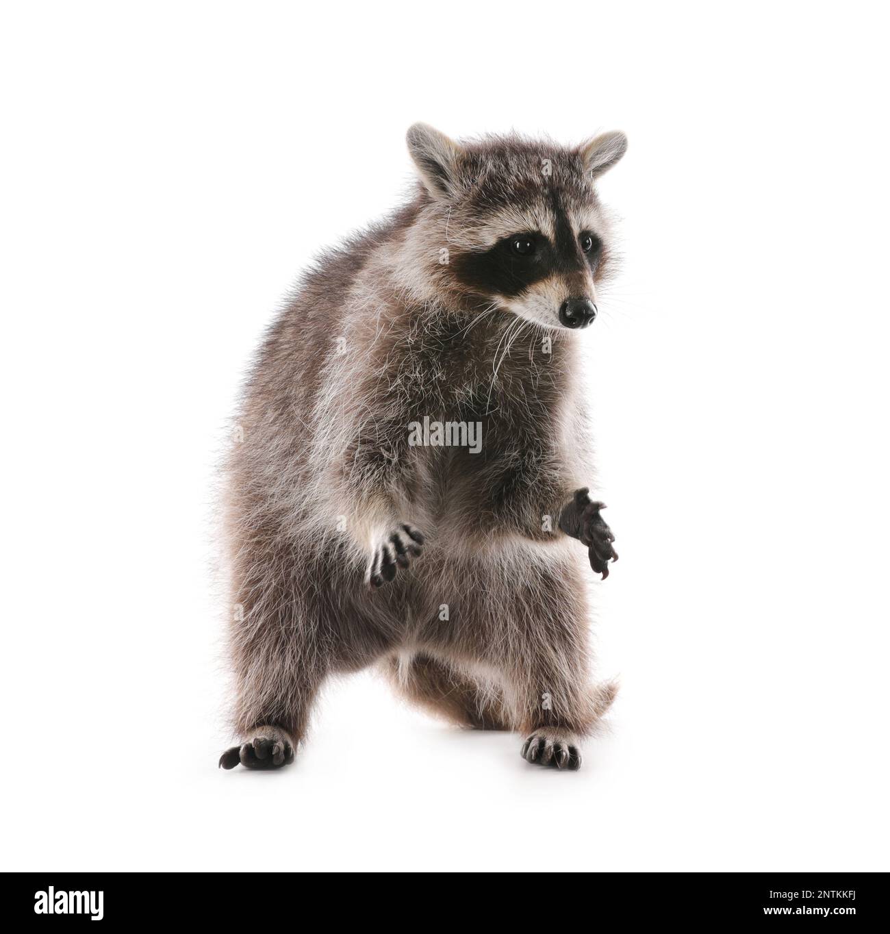 Cute funny common raccoon isolated on white Stock Photo - Alamy