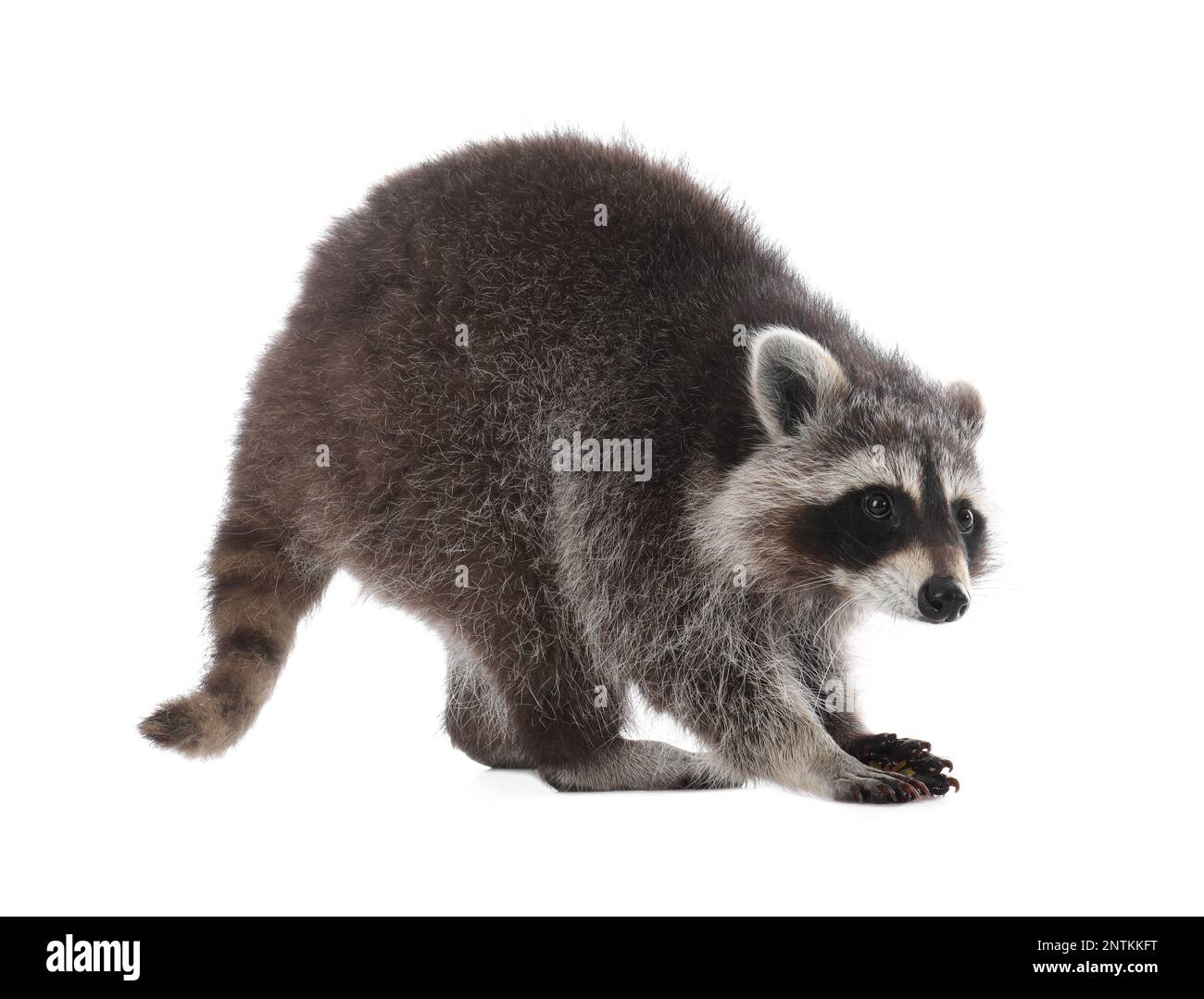 Cute funny common raccoon isolated on white Stock Photo - Alamy