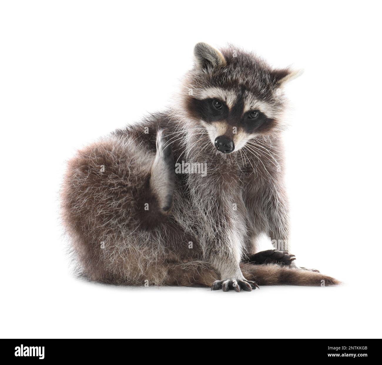 Cute funny common raccoon isolated on white Stock Photo - Alamy