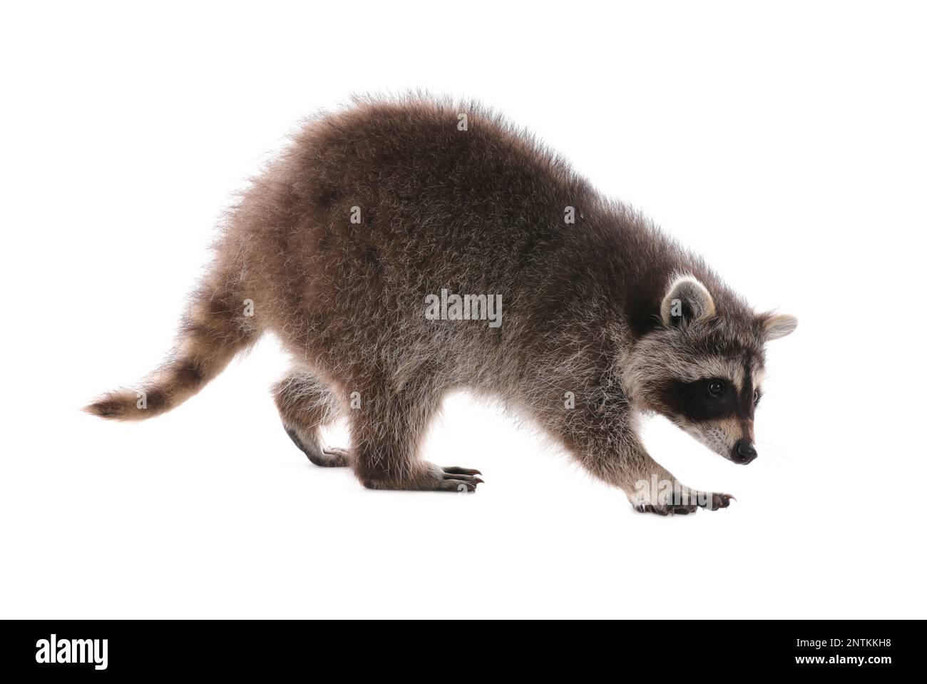 Cute funny common raccoon isolated on white Stock Photo - Alamy