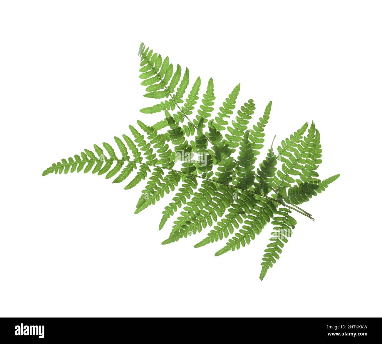 Beautiful tropical fern leaves on white background Stock Photo - Alamy