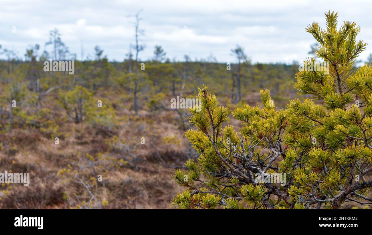 A beautiful natural view of a swamp lake through green pine tree ...