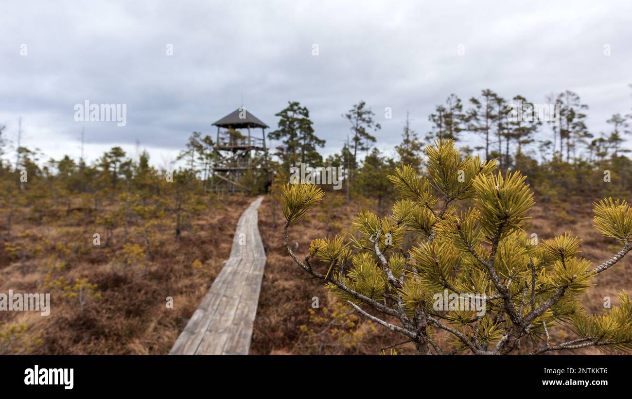 A natural view of the marsh with a wooden boardwalk winding through the ...