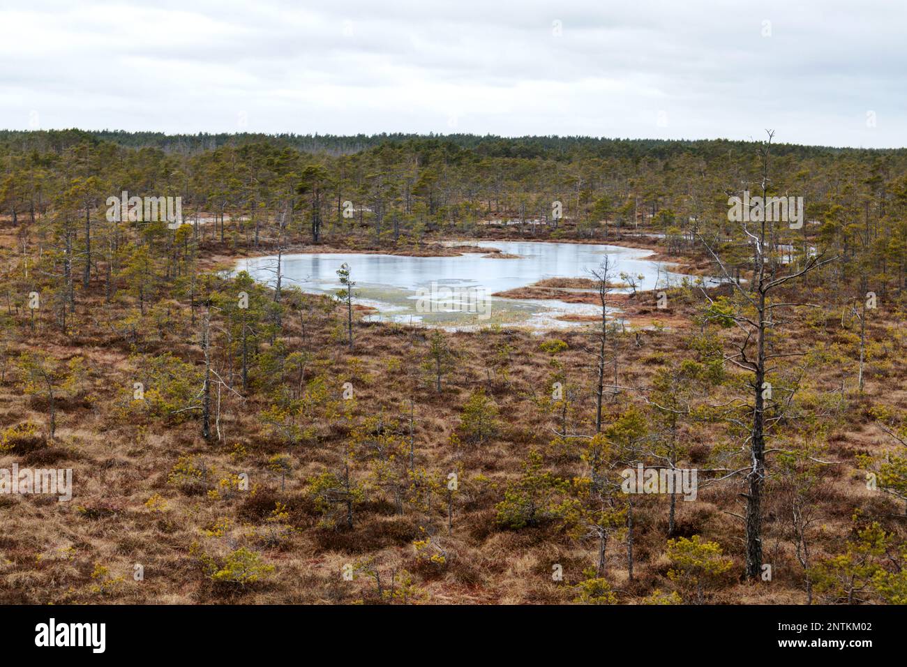 Nature view of a marsh during the day with wind broken pine trees brown ...