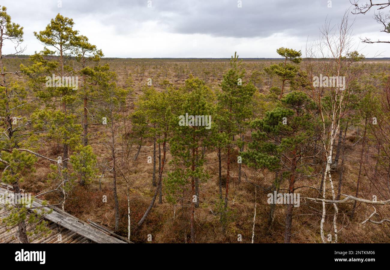 Nature view of the marsh with a wooden walking path winding through the ...