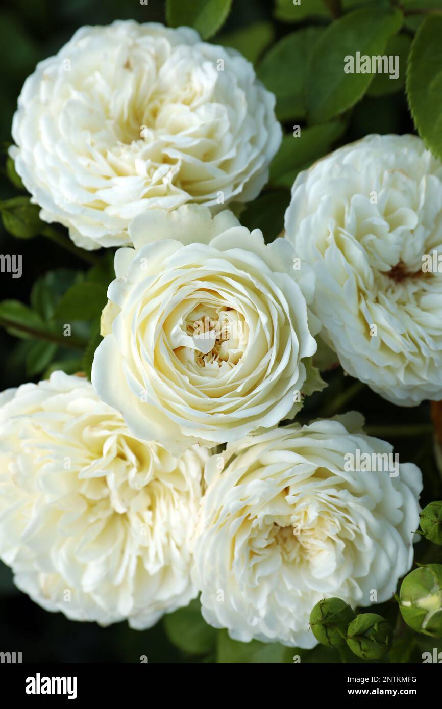 White roses growing on bush hi-res stock photography and images - Alamy