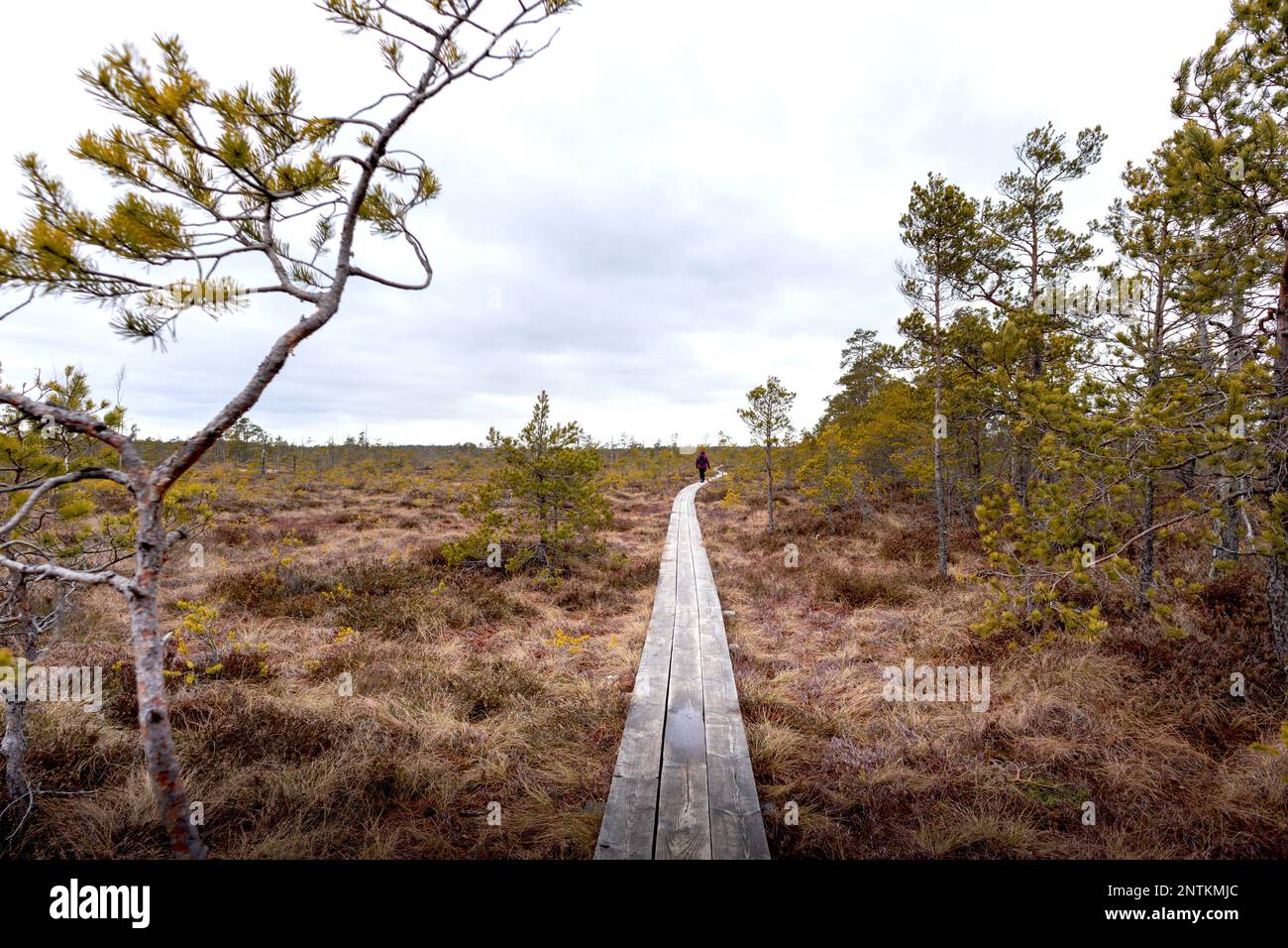 A natural view of the marsh with a wooden boardwalk winding through the ...