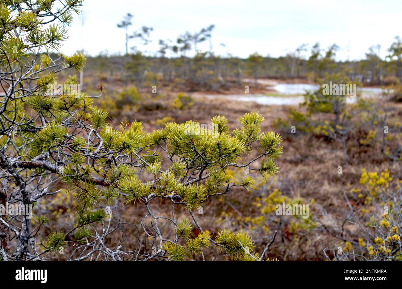 A beautiful natural view of a swamp lake through green pine tree ...