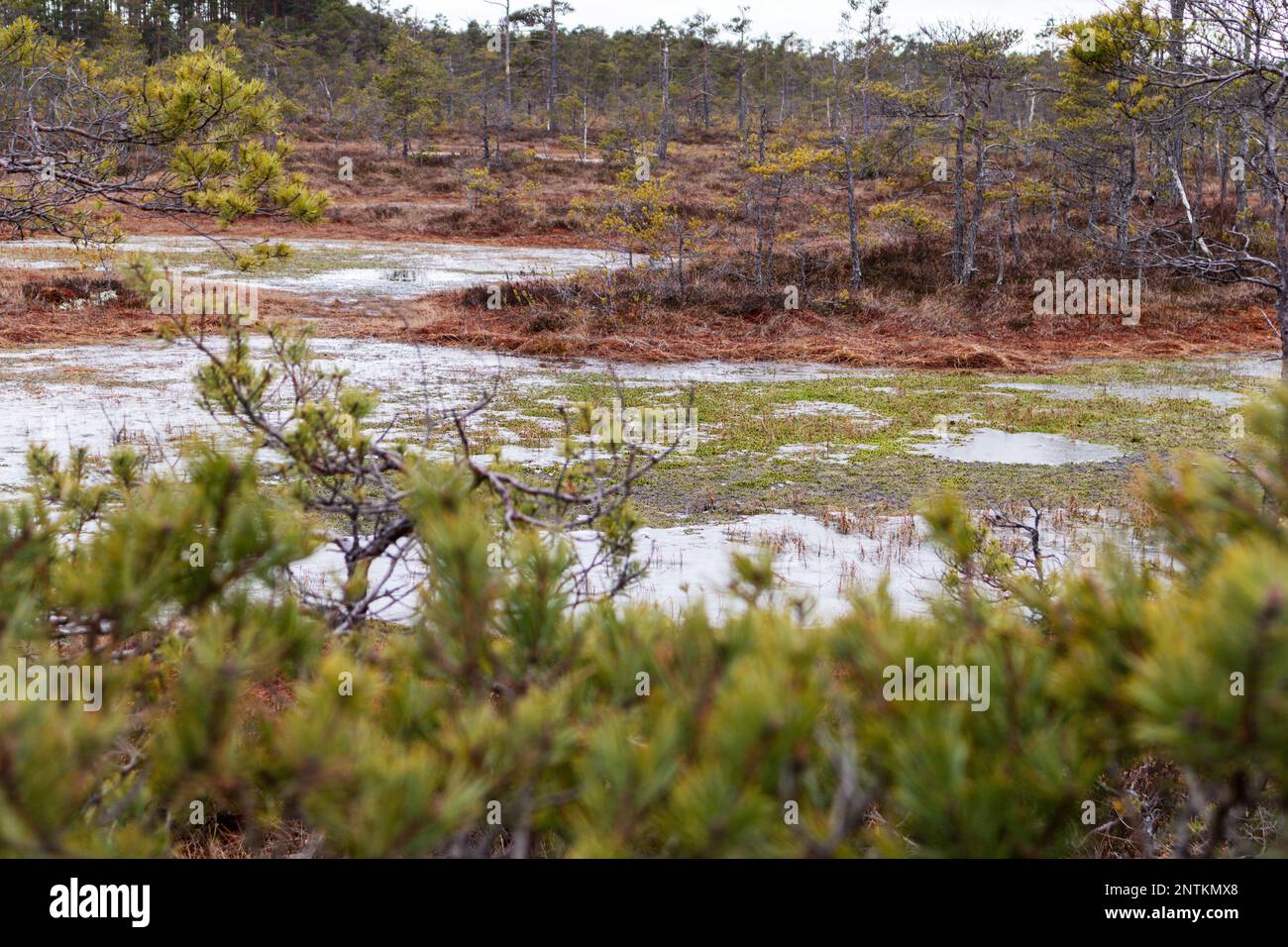 A beautiful natural view of a swamp lake through green pine tree ...
