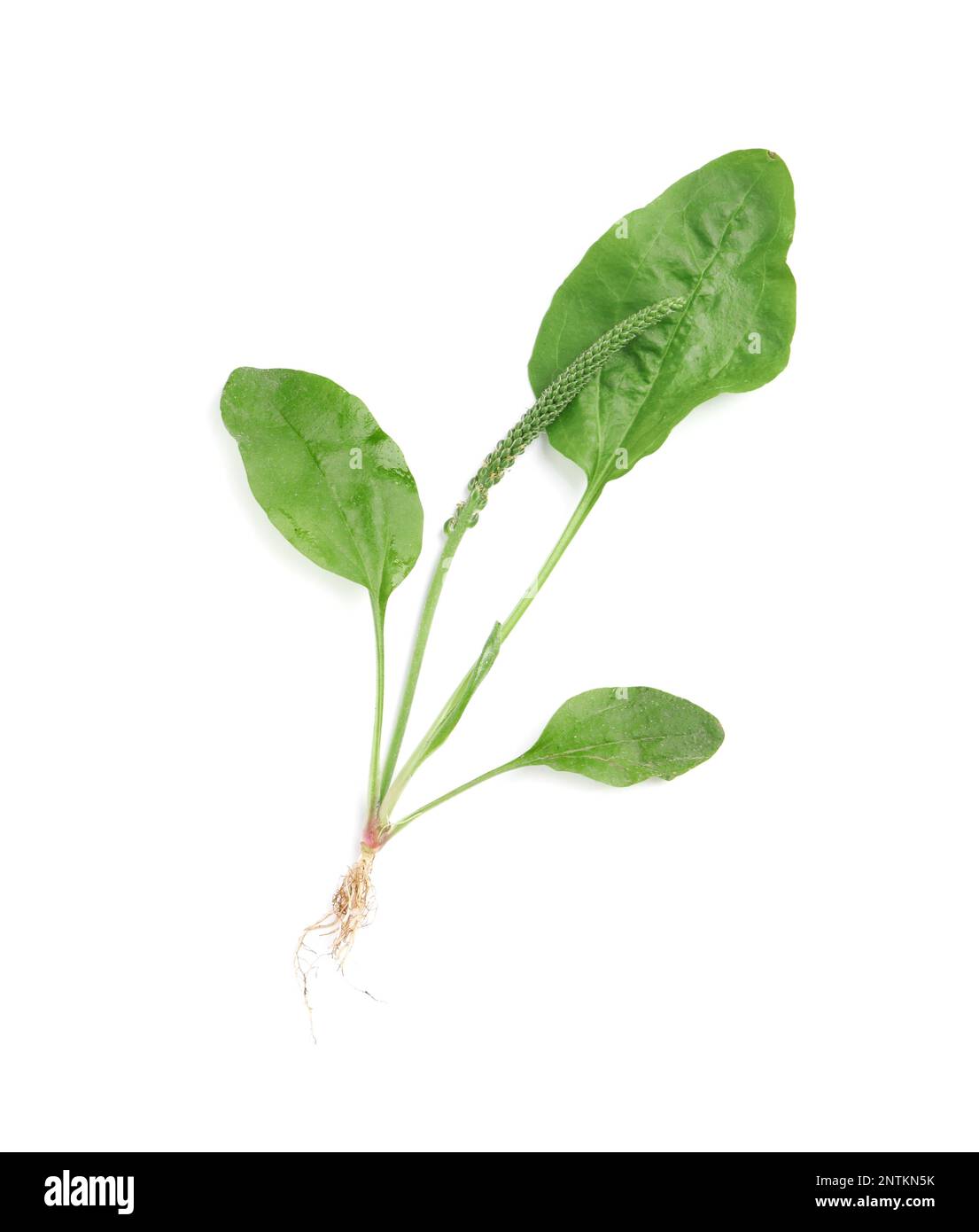 Green broadleaf plantain plant isolated on white, top view Stock Photo ...