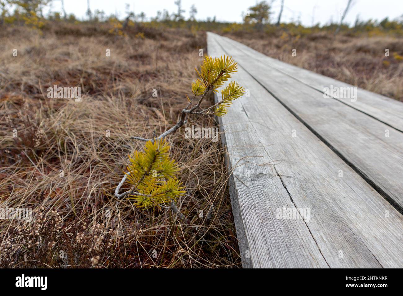 A natural view of the marsh with a wooden boardwalk winding through the ...