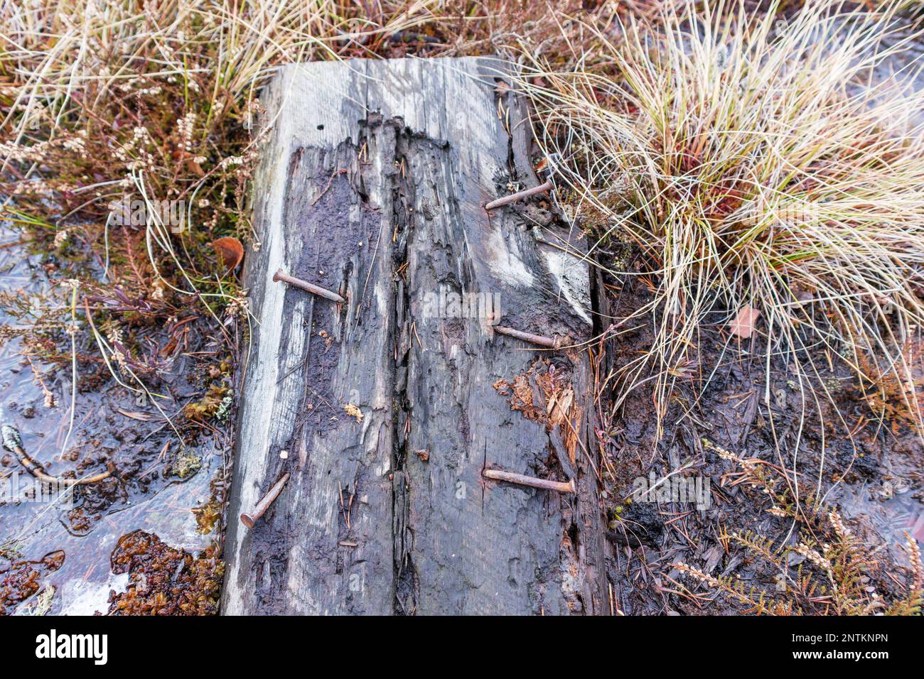 Nature day view of swamp with rotten wooden log and metal bent nails in ...