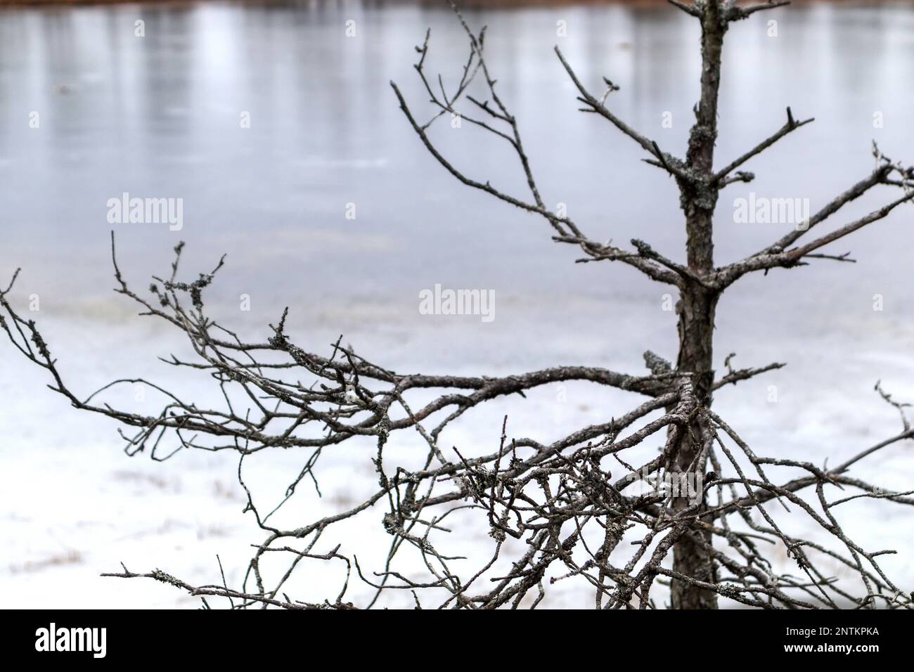 Dry withered pine tree branch on light ice background Stock Photo - Alamy