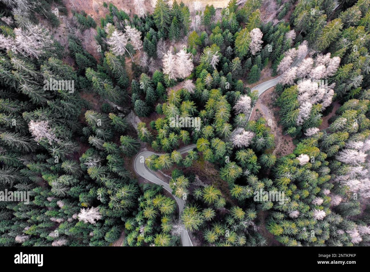 Kurven durch den wald hi-res stock photography and images - Alamy