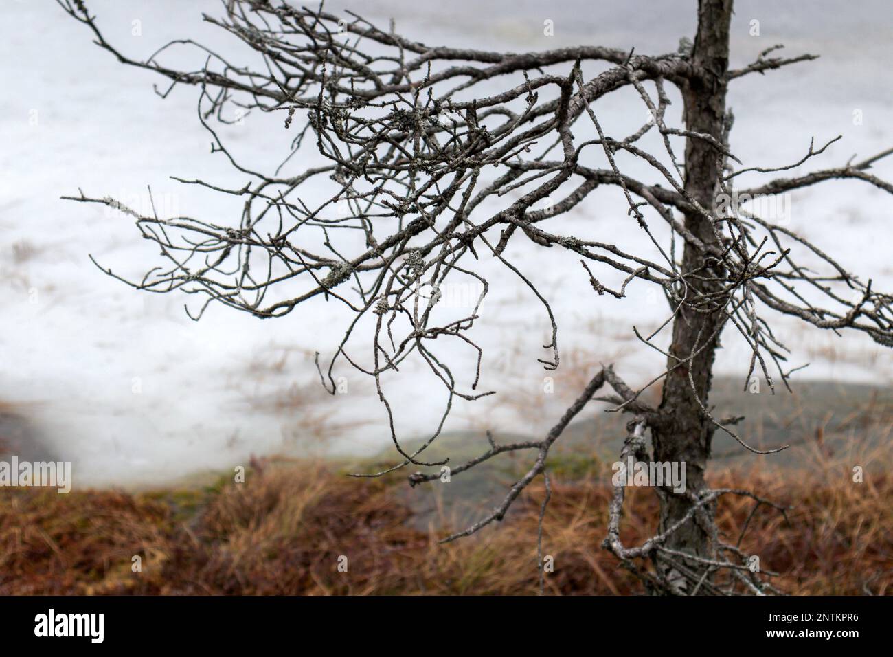 Dry withered pine tree branch on light ice background Stock Photo - Alamy