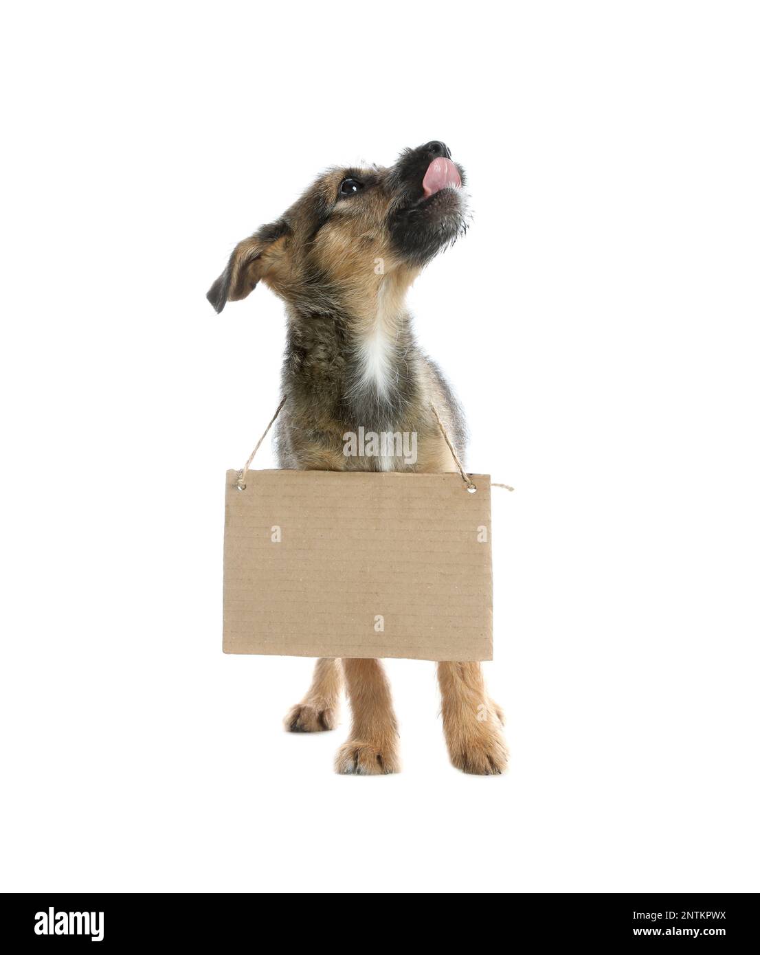 Cute little dog with blank cardboard sign on white background. Homeless ...
