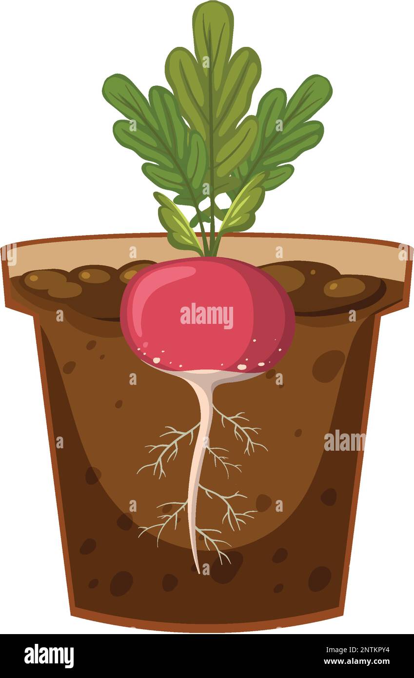 Root of radish plant vector illustration Stock Vector Image & Art - Alamy