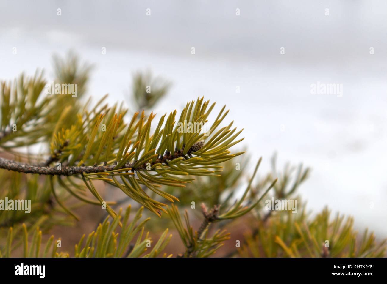 A beautiful natural view of a swamp lake through green pine tree ...