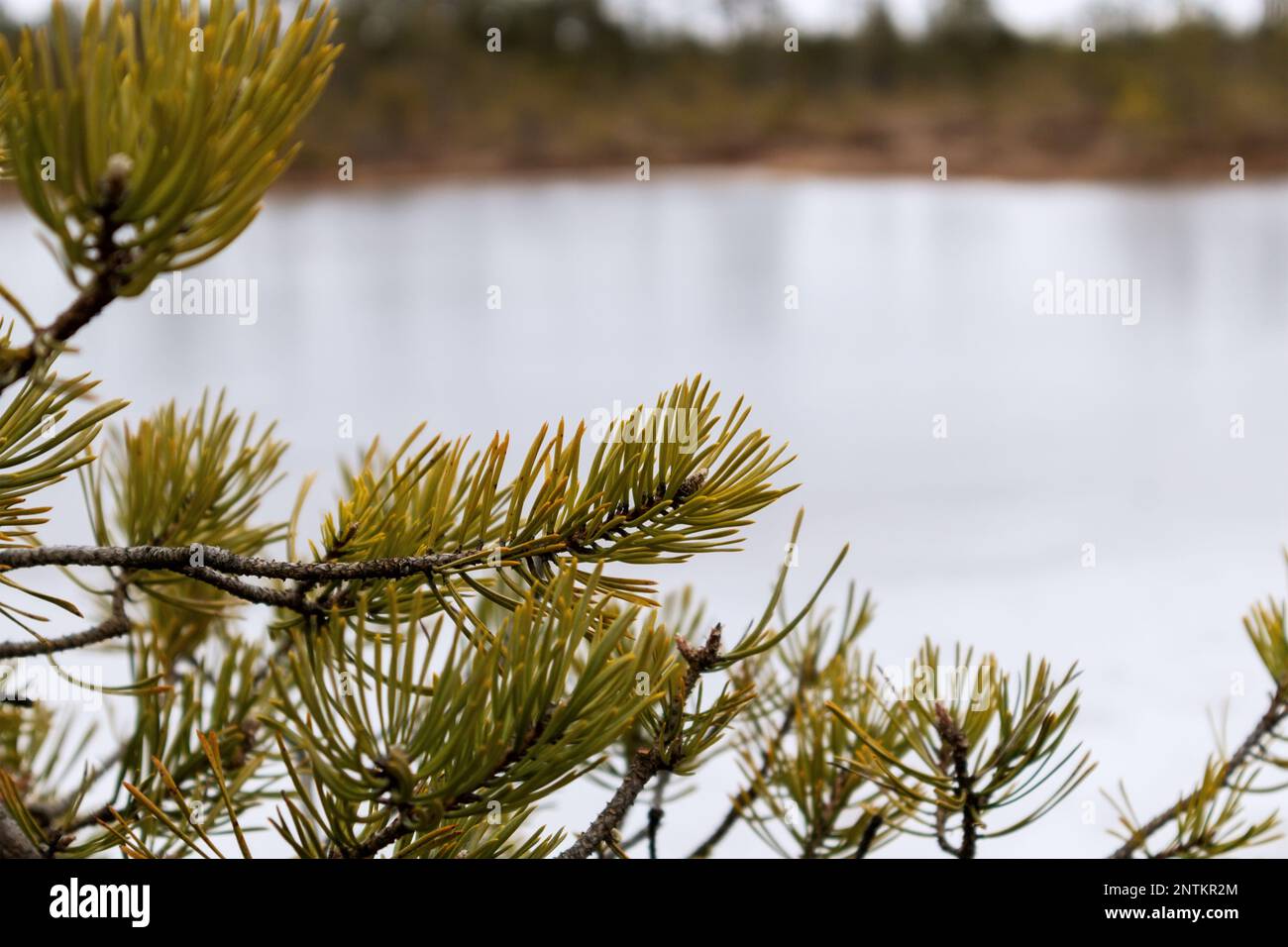 A beautiful natural view of a swamp lake through green pine tree ...