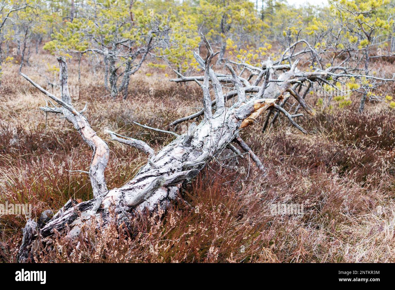 Nature view of a marsh during the day with wind broken pine trees brown ...