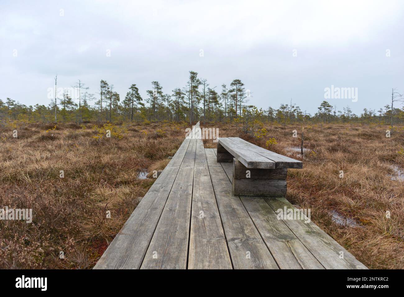 A natural view of the bog with a birch tree trunk in the foreground and ...