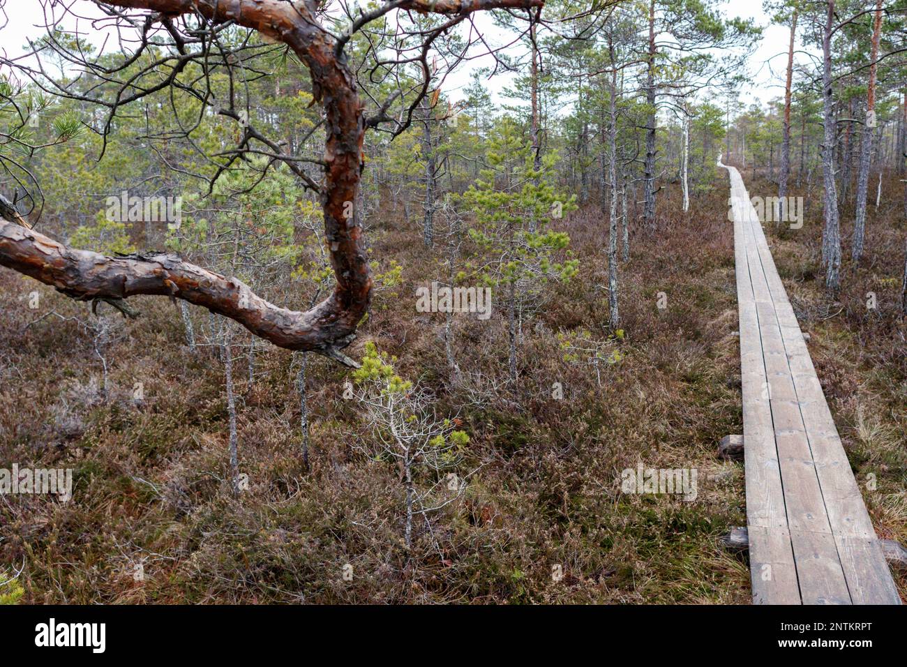 Nature view of a swamp during the day with wind broken pine trees brown ...