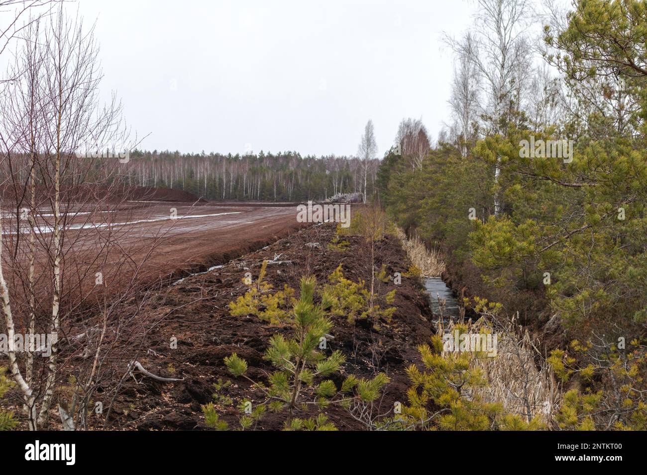 Beautiful nature view of bog peat and ditch through green pine tree ...