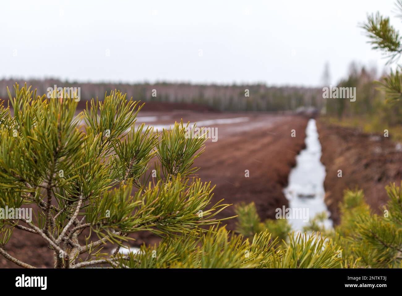 Beautiful nature view of bog peat and ditch through green pine tree ...