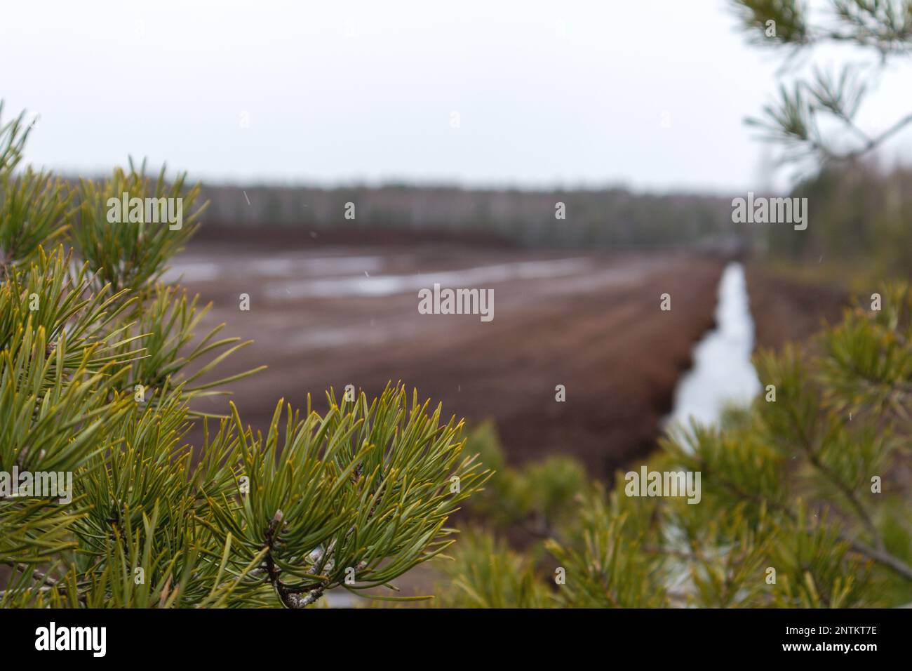 Beautiful nature view of bog peat and ditch through green pine tree ...