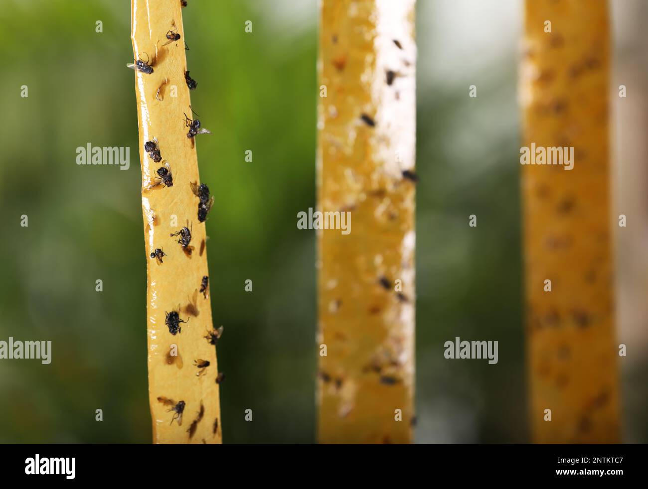Sticky insect tapes with dead flies on blurred background, space for ...
