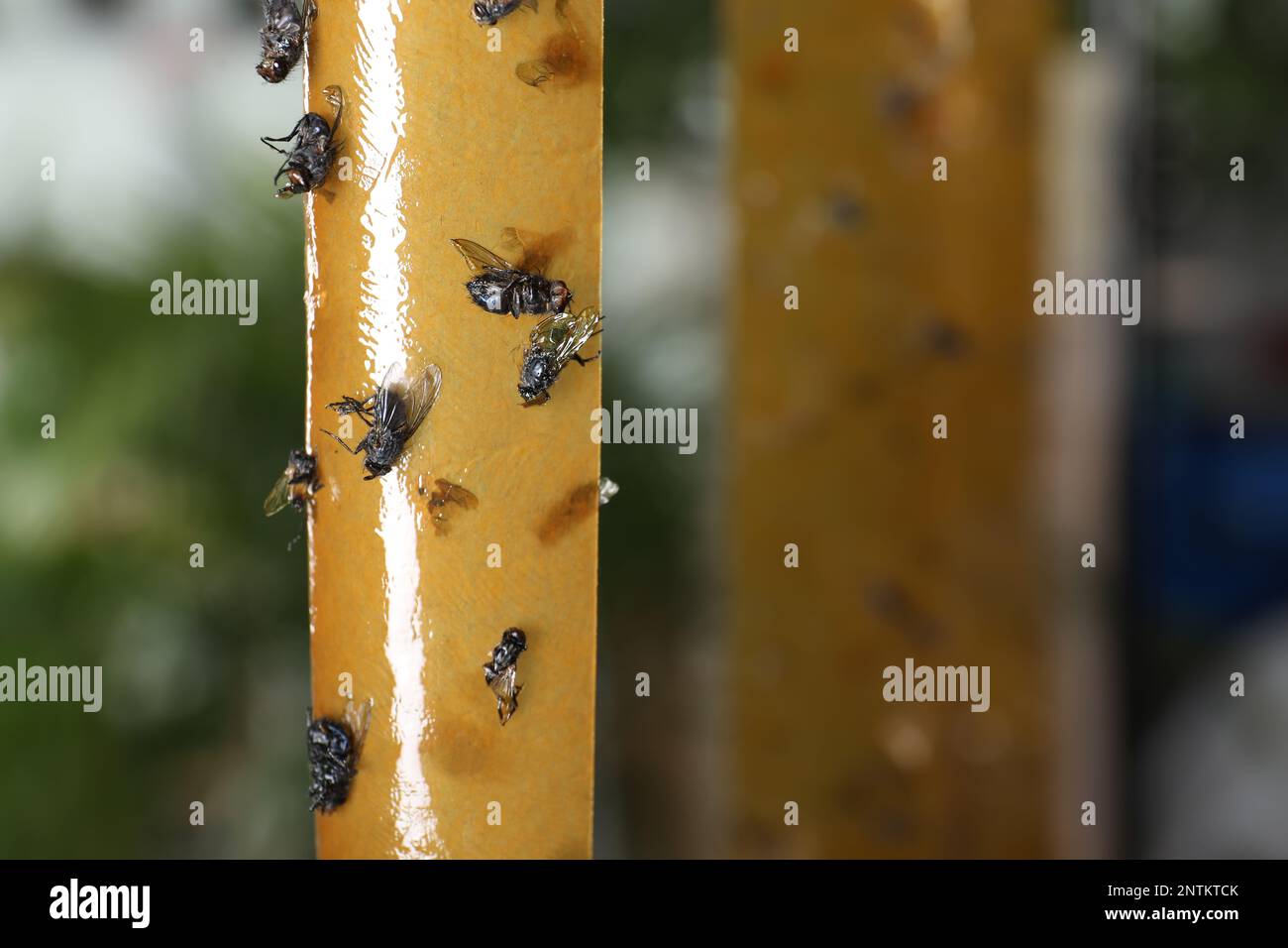 Sticky insect tape with dead flies on blurred background, closeup ...