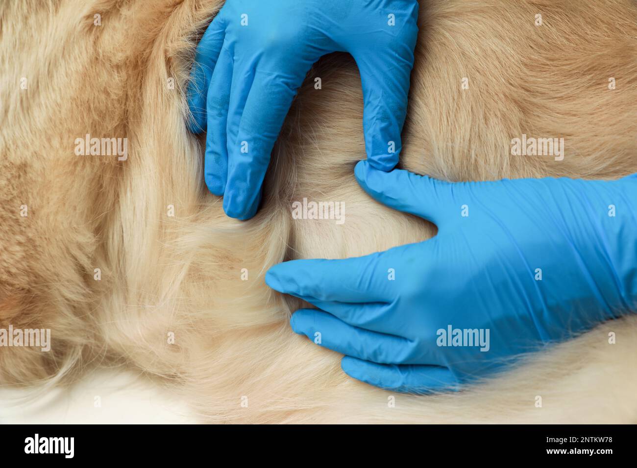 Veterinarian checking dog's skin for ticks, closeup Stock Photo - Alamy