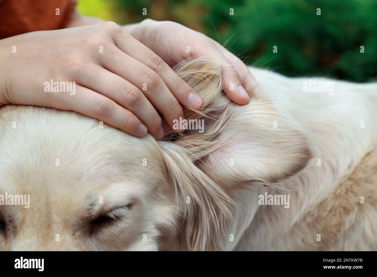 Woman checking dog's ear for ticks on blurred background, closeup Stock ...