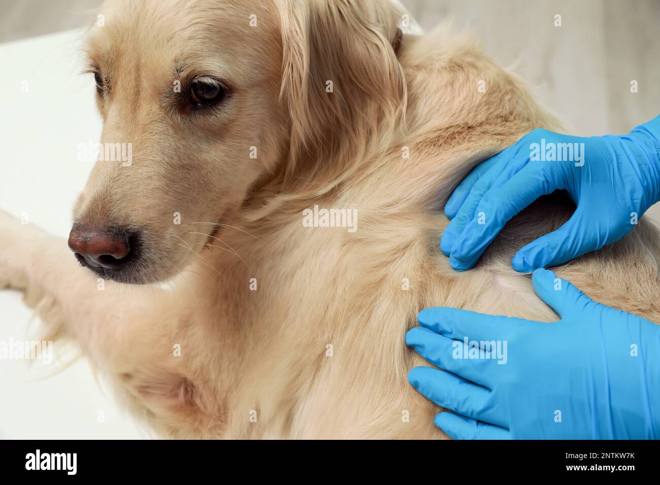 Veterinarian checking dog's skin for ticks on blurred background ...