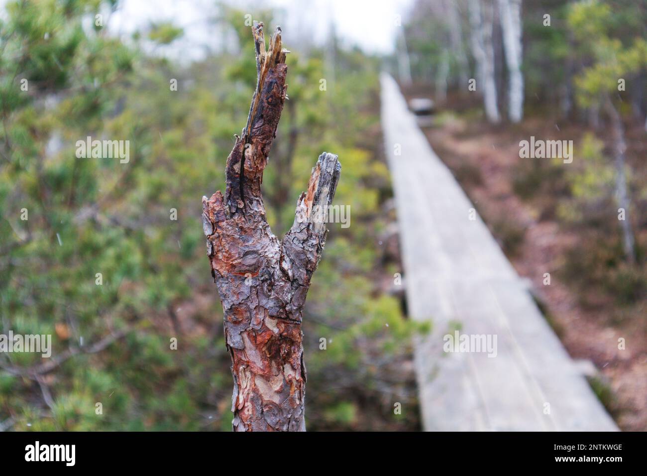 Nature view of a swamp with a pine tree trunk in the foreground in the ...
