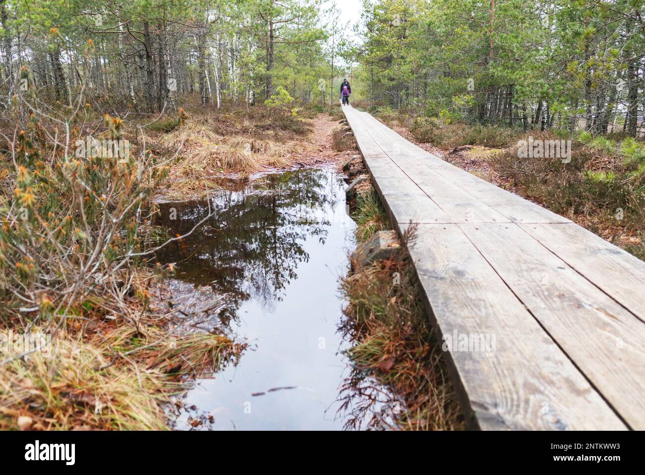 Nature view of a swamp with a wooden walking path winding through the ...