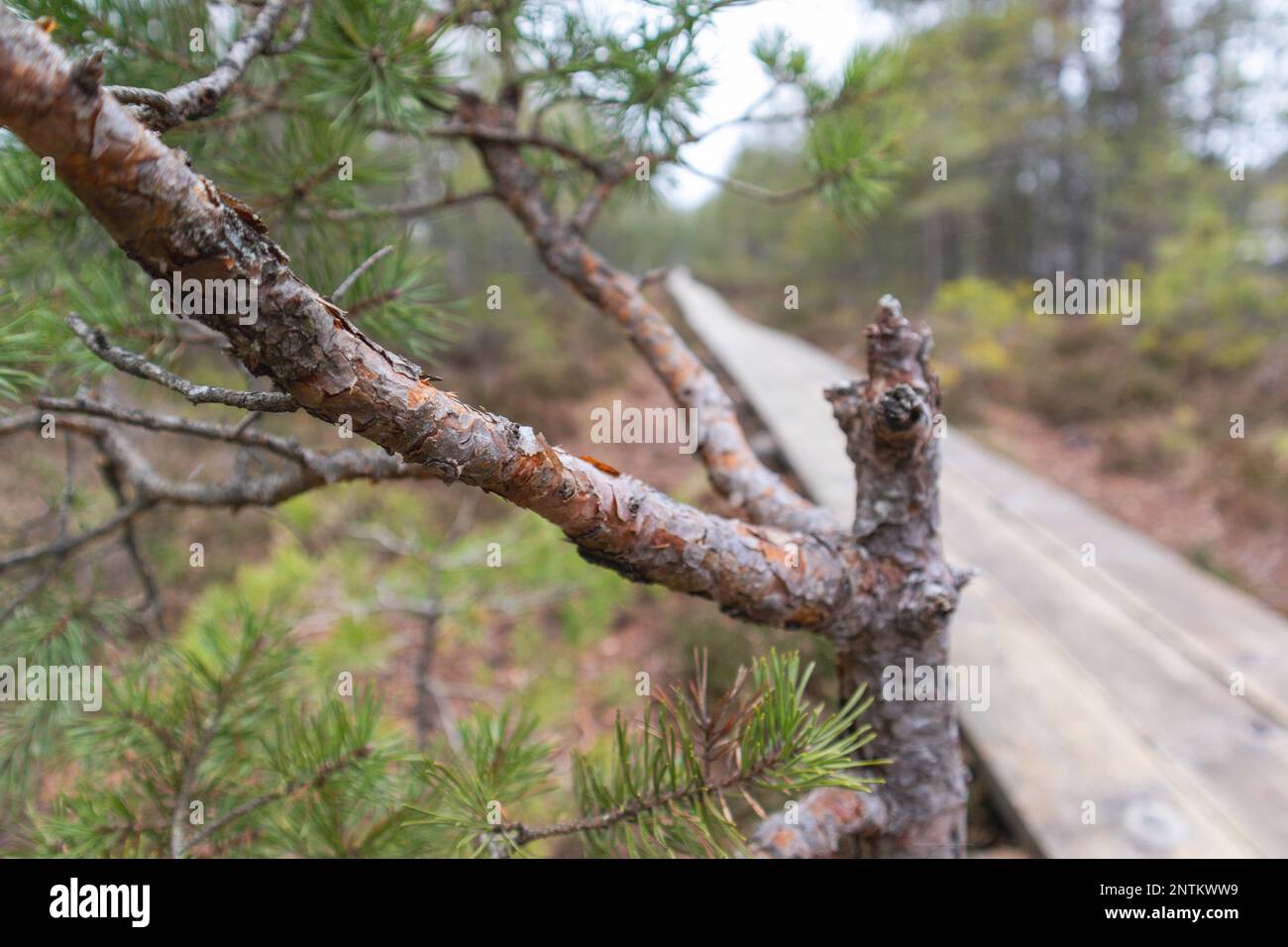 Nature view of a swamp during the day with wind broken pine trees brown ...