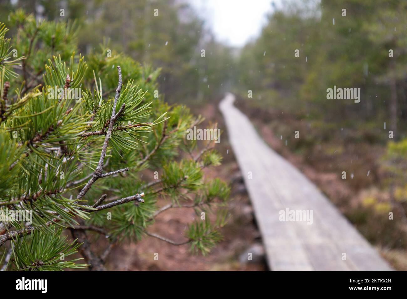 A natural view of the marsh with a wooden boardwalk winding through the ...