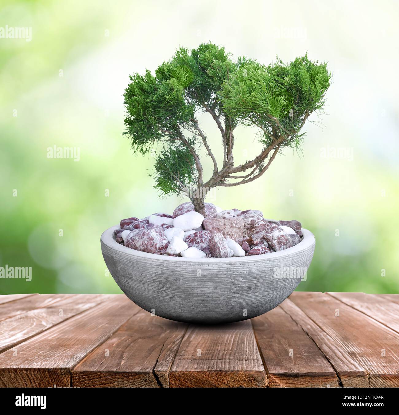 Bonsai display table hi-res stock photography and images - Alamy