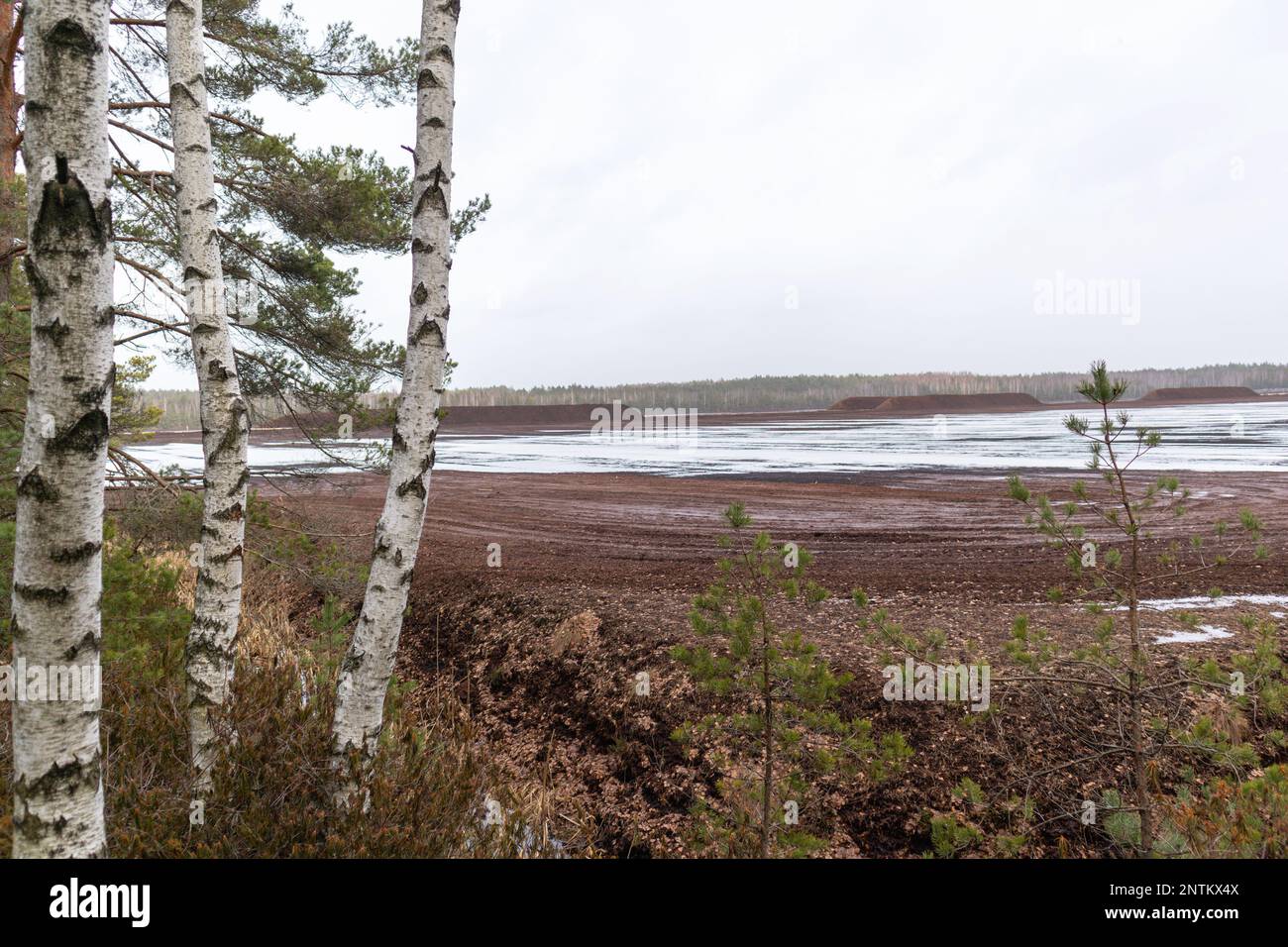 A natural view of the marsh through the trunks of a birch tree during ...