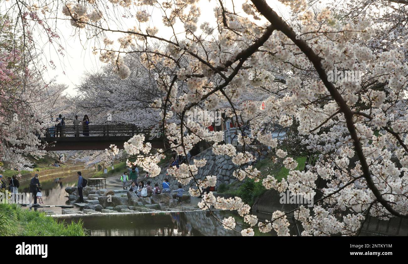 People enjoy viewing cherry blossoms along Saho Gawa River in Nara ...