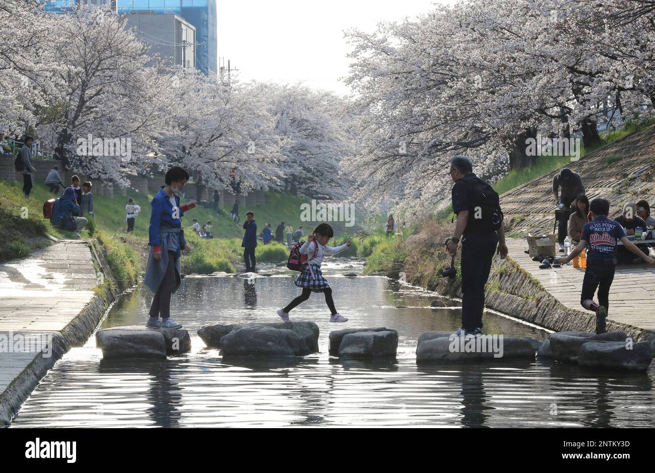 People enjoy viewing cherry blossoms along Saho Gawa River in Nara ...