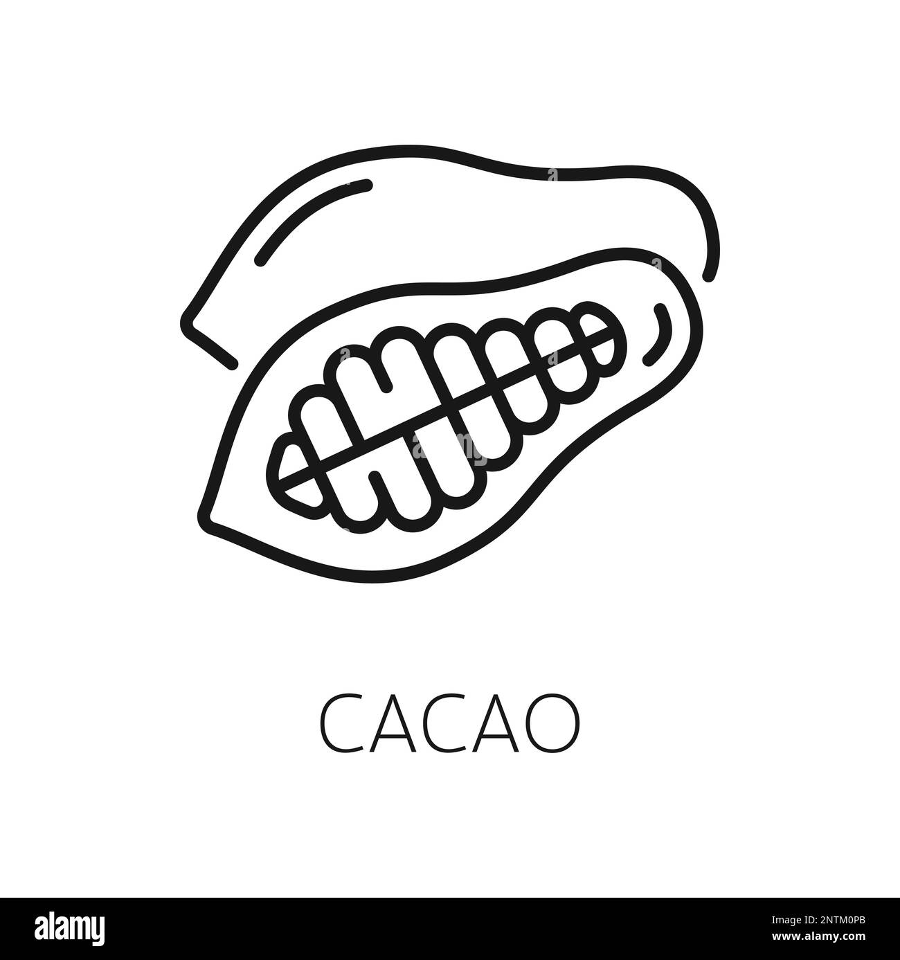 Cocoa or cacao beans isolated outline icon. Vector thin line drawing of ... Cocoa or cacao beans isolated outline icon. Vector thin line drawing of ...