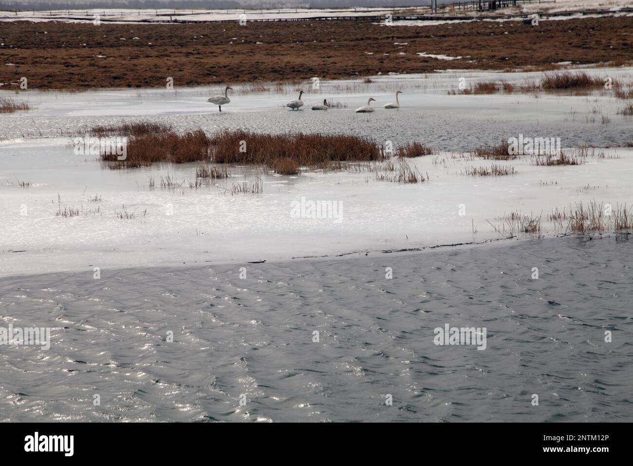 Several swans swim on the melted water in the Gaojia Lake scenic spot ...