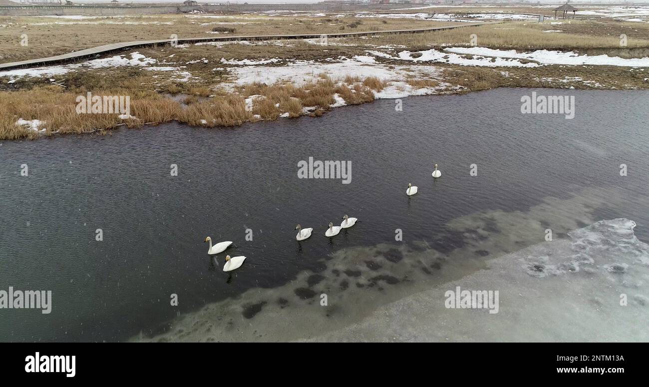 Several swans swim on the melted water in the Gaojia Lake scenic spot ...
